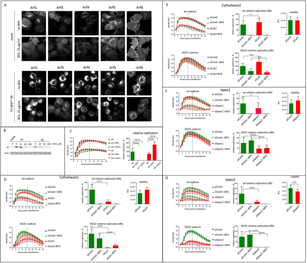 Renilla Luciferase Substrate Enduren | Promega | Bioz