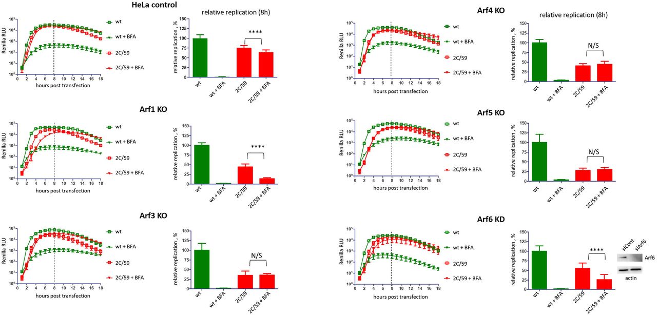 Renilla Luciferase Substrate Enduren | Promega | Bioz