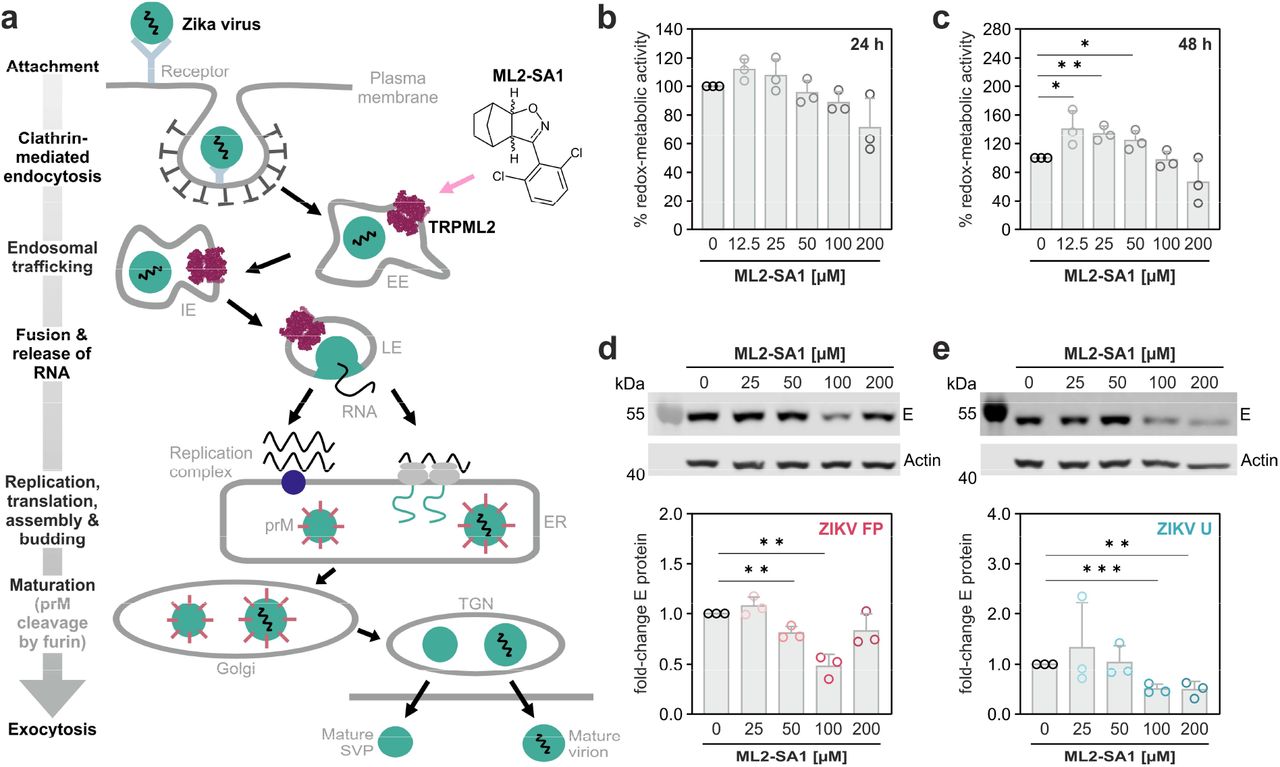 Prestoblue Cell Viability Reagent | Thermo Fisher | Bioz