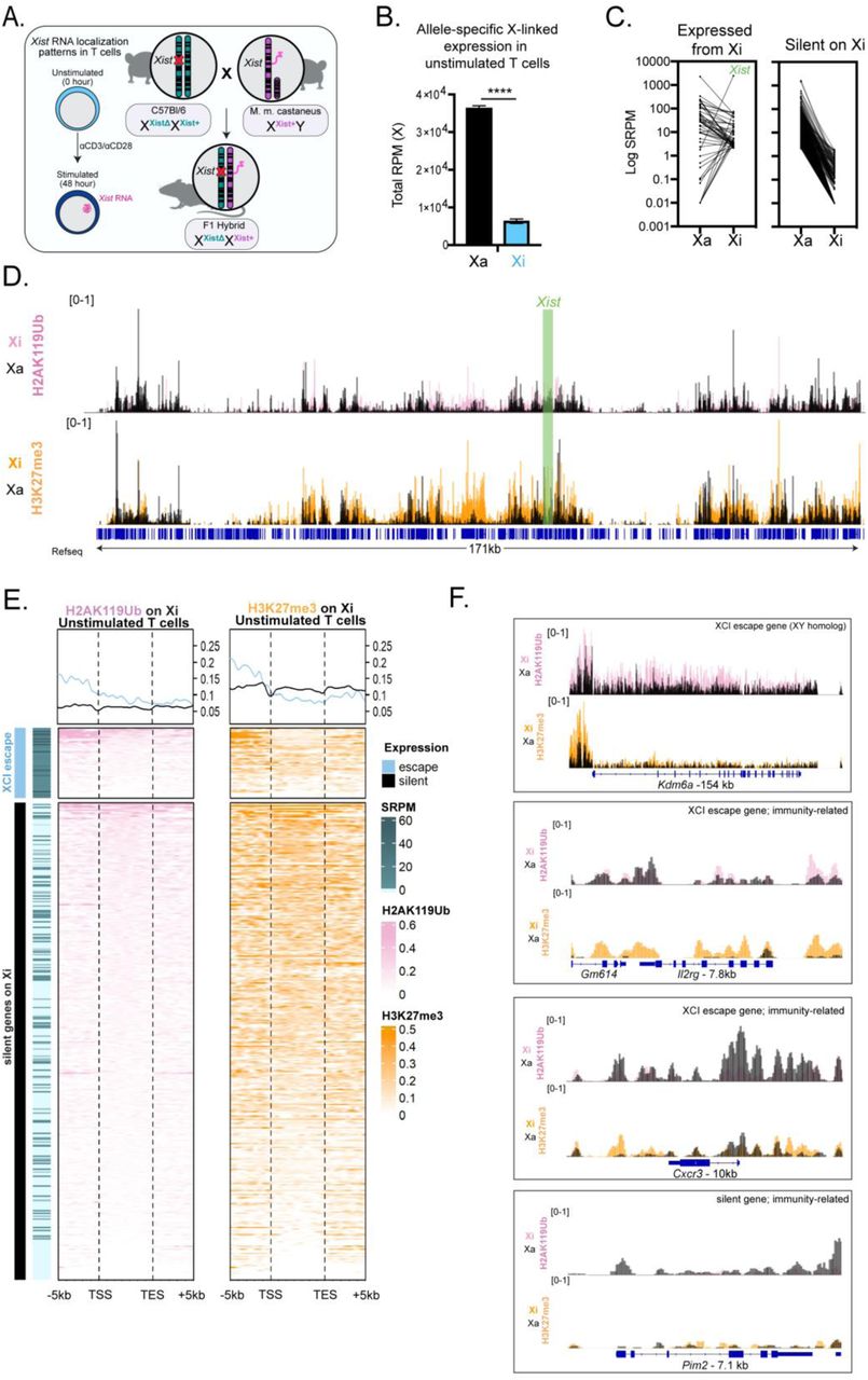 F1 Mice | Thermo Fisher | Bioz