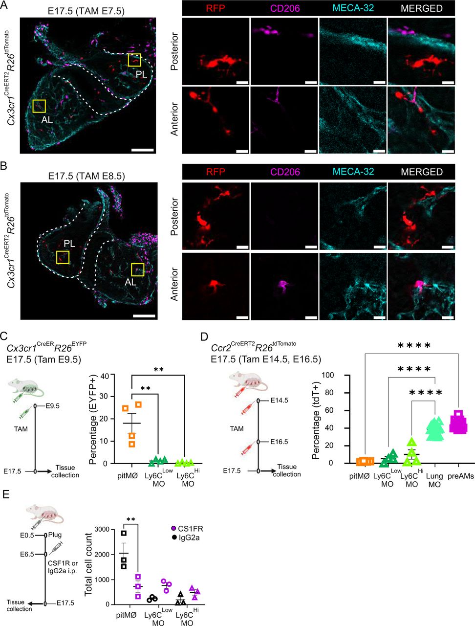 R26 Tdtomato | The Jackson Laboratory | Bioz