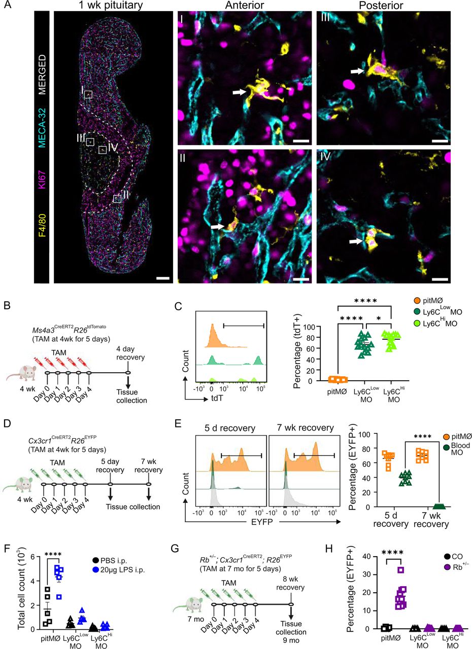 R26 Tdtomato | The Jackson Laboratory | Bioz