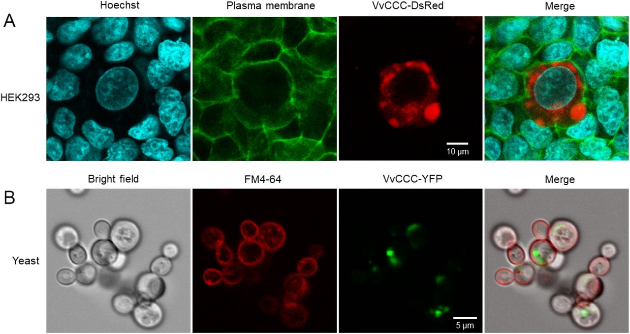 Cellmask Green Plasma Membrane Stain | Thermo Fisher | Bioz
