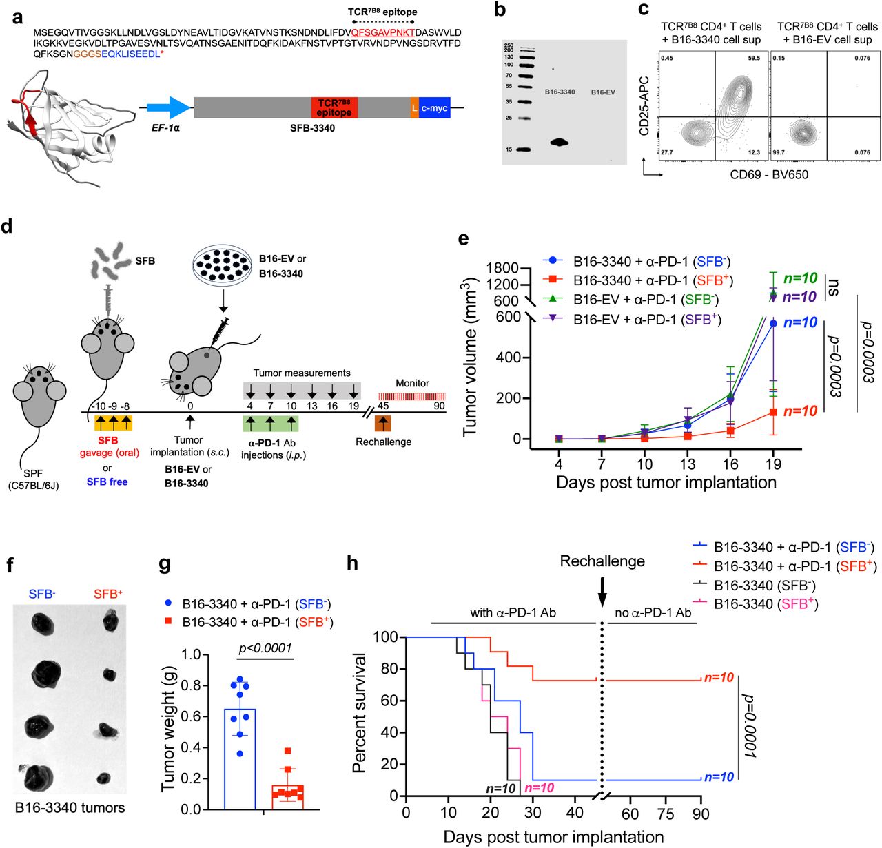 Cell Line B16.F10 | ATCC | Bioz