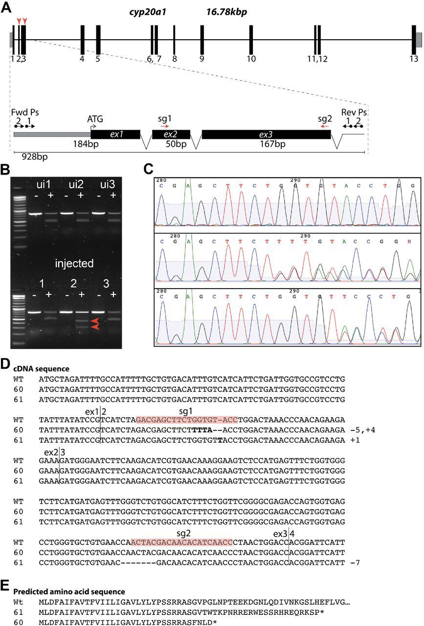 T7 Endonuclease 1 T7e1 Kit | New England Biolabs | Bioz