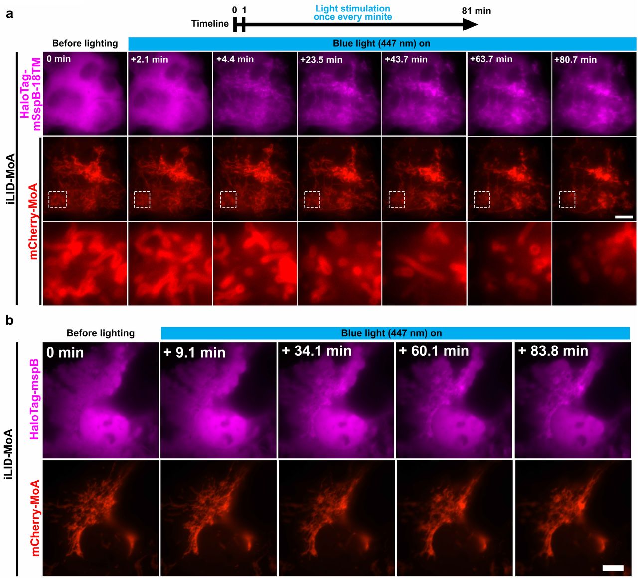 Halo Ligand Jf646 | Promega | Bioz