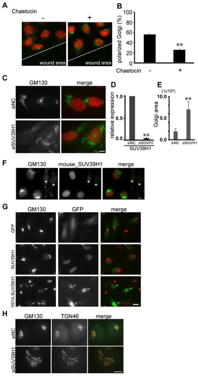 Mouse Anti Gm130 | Becton Dickinson | Bioz