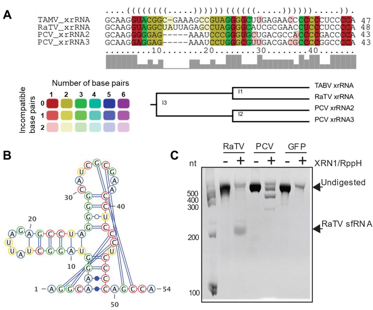 Xrn1 | New England Biolabs | Bioz