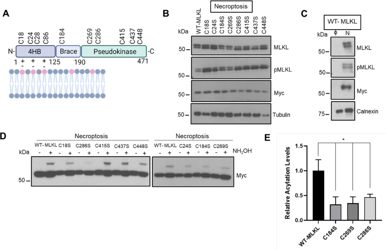Human Colorectal Adenocarcinoma Ht 29 | Atcc | Bioz