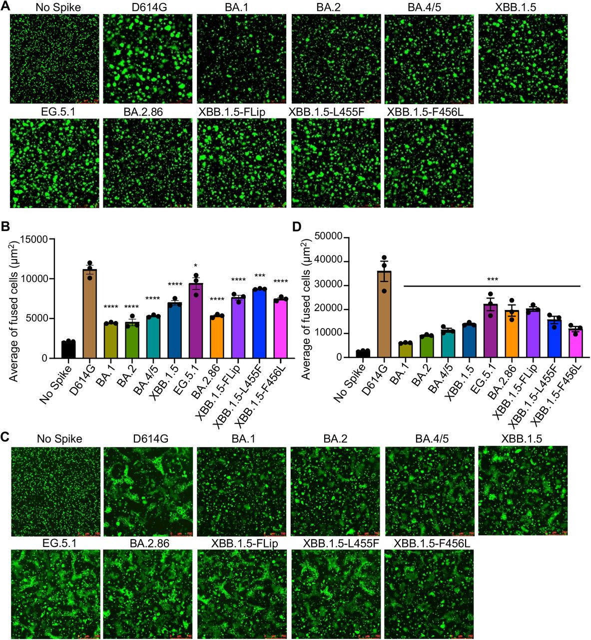 Human Embryonic Kidney Cell 293t | ATCC | Bioz