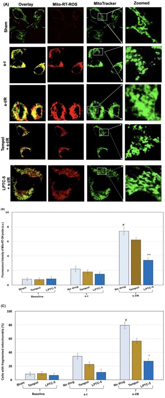 Rat Neuroblastoma Pc12 Cell Line | ATCC | Bioz