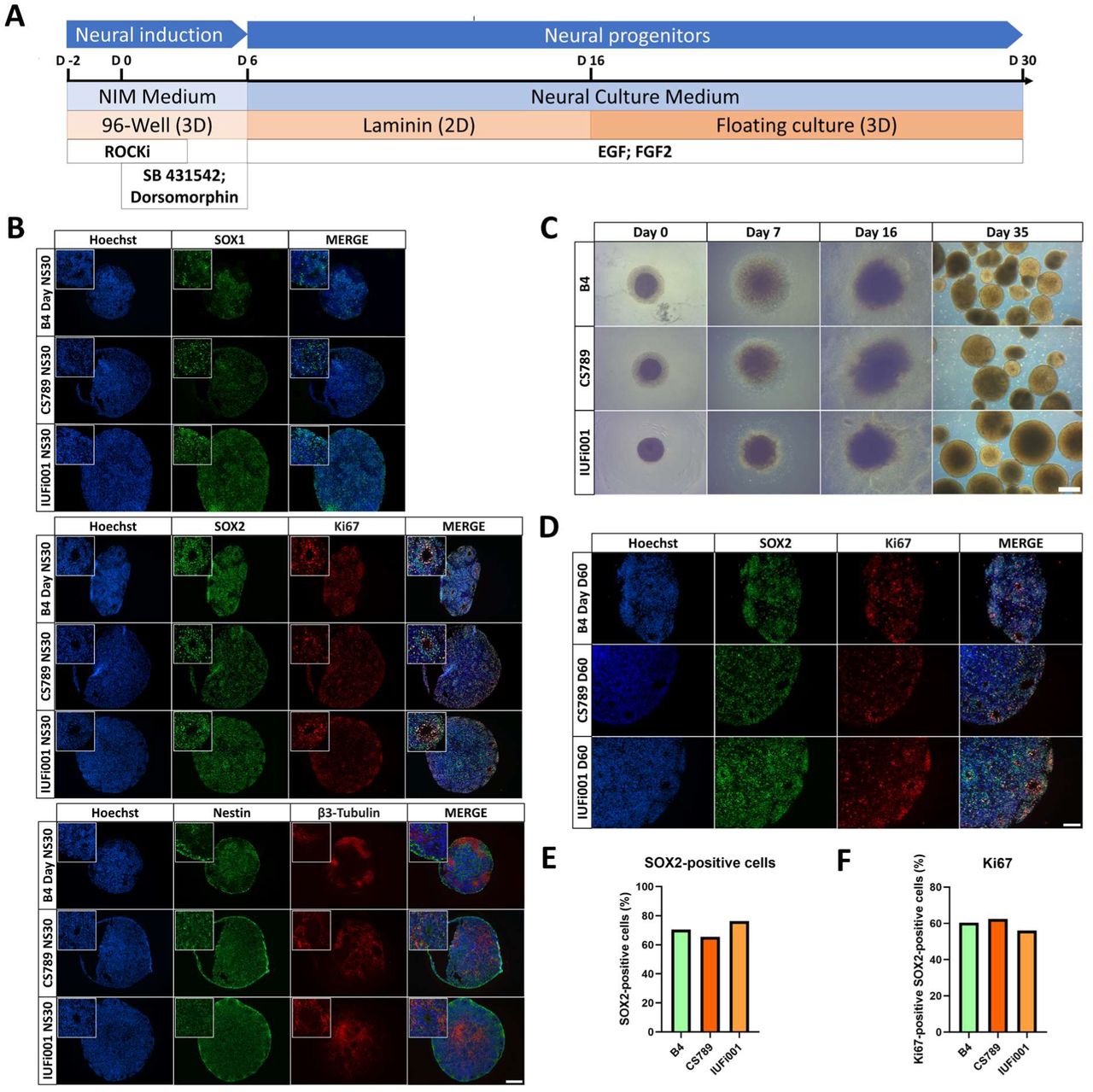 Mouse Ki67 | Cell Signaling Technology Inc | Bioz