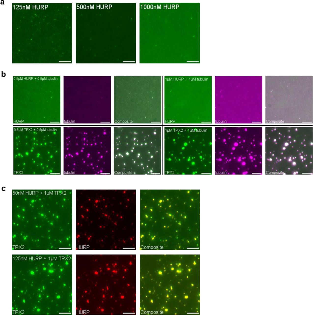 Cy5 Nhs Ester | GE Healthcare | Bioz