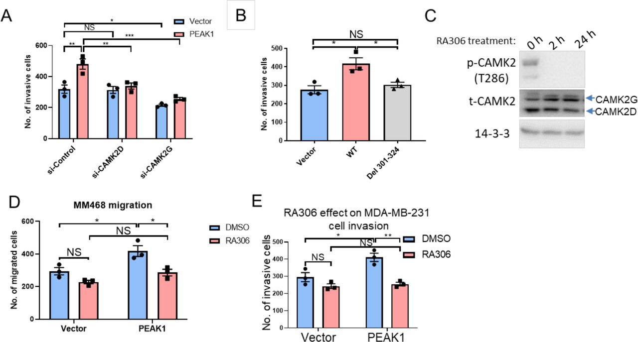 Transwell Migration Chamber | Corning Life Sciences | Bioz