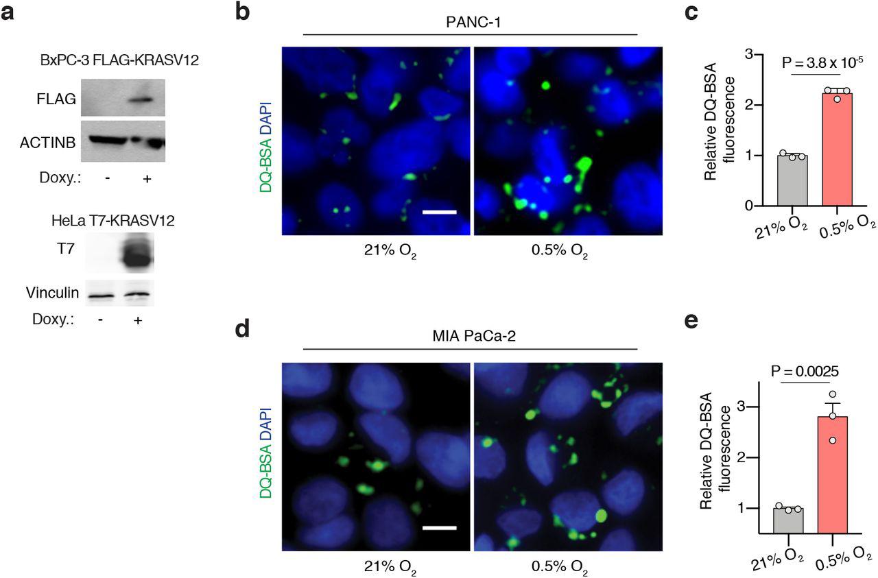 Dq Green Bsa D12050 | Thermo Fisher | Bioz