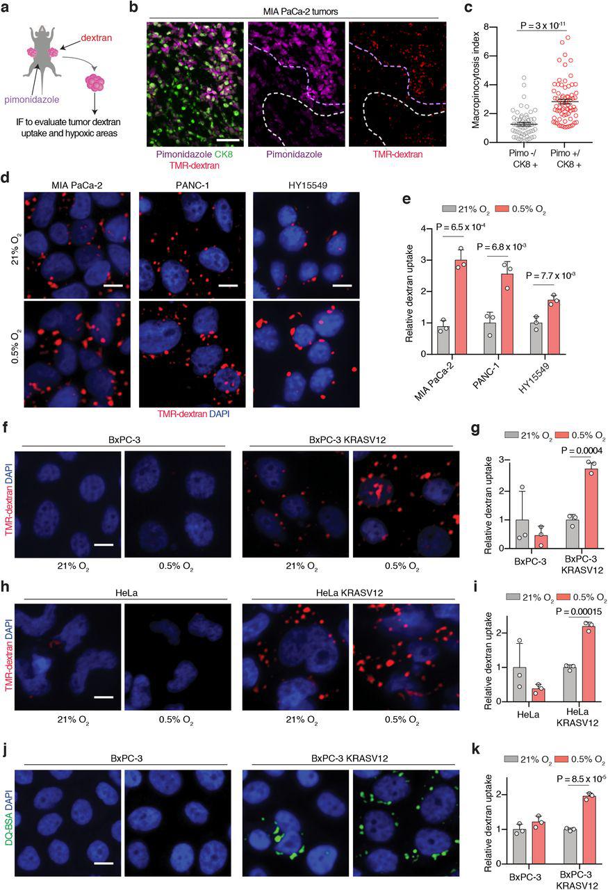 Dq Green Bsa D12050 | Thermo Fisher | Bioz