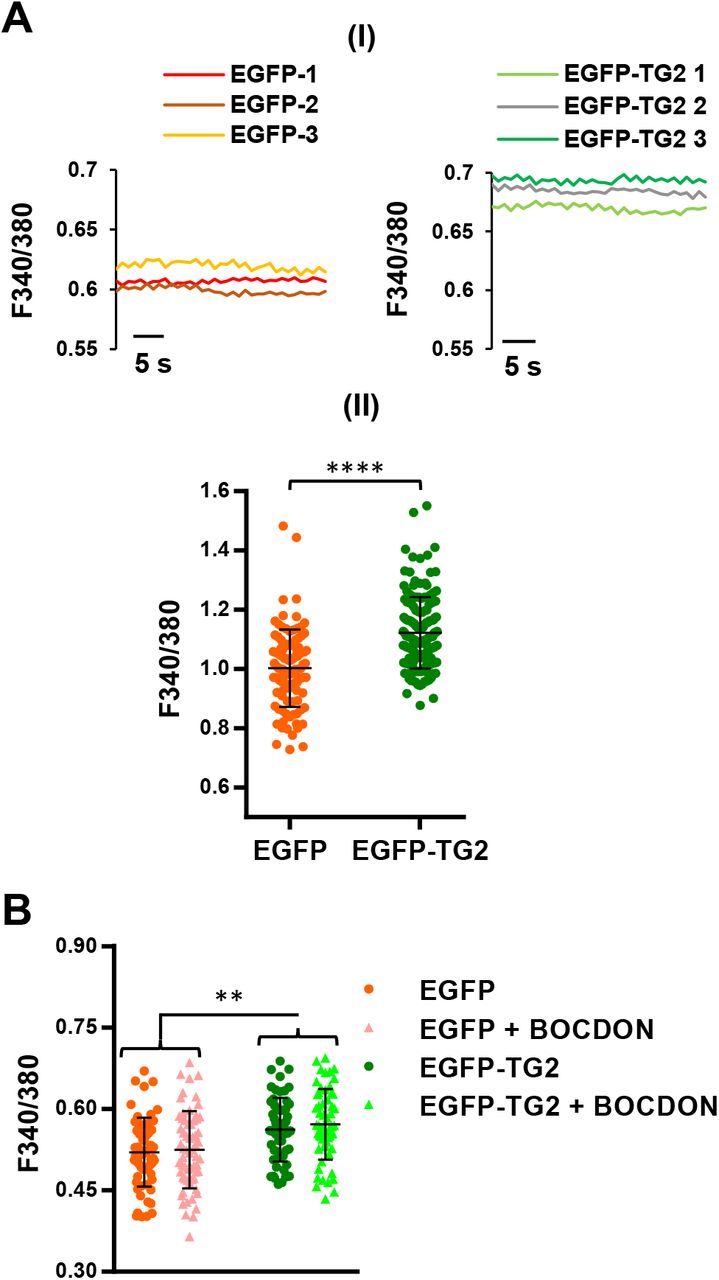 Vector Pegfp N1 | Thermo Fisher | Bioz