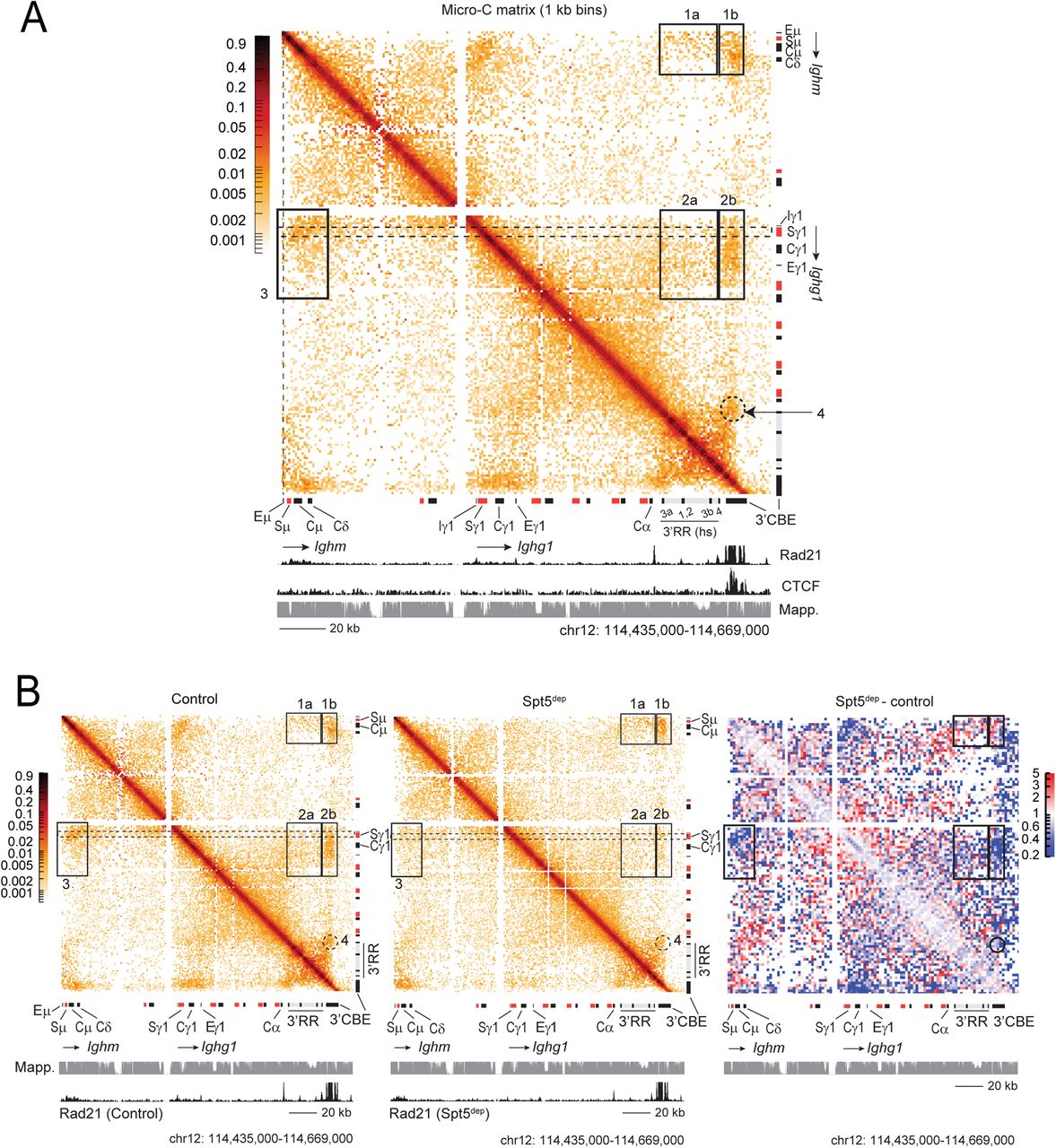 Rad21 Chip Seq | Abcam | Bioz