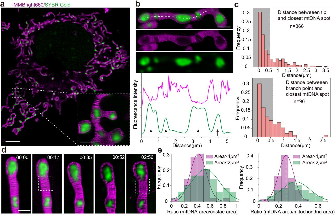 Sybr Gold Dye | Thermo Fisher | Bioz