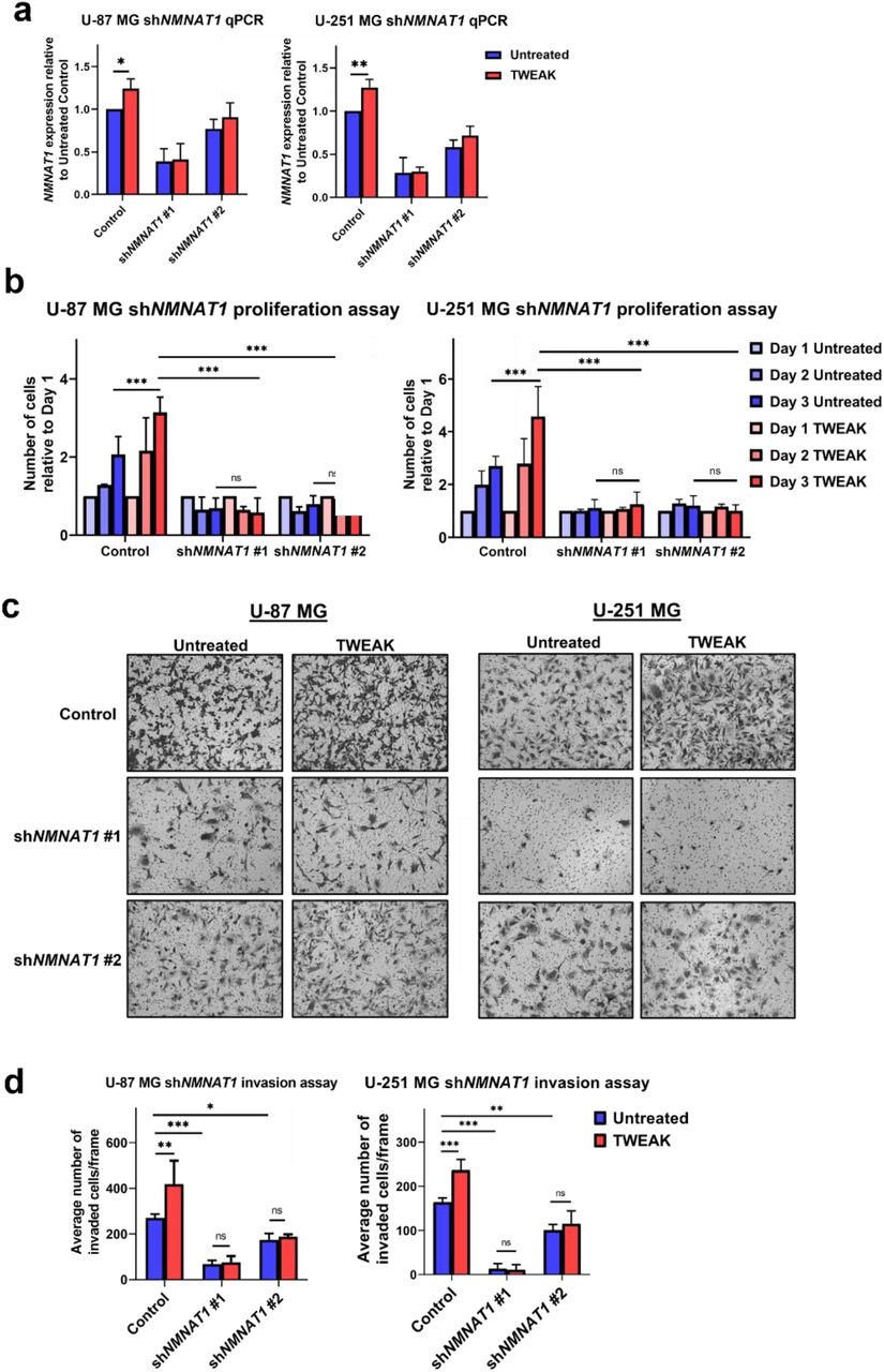 U251 Mg | ATCC | Bioz