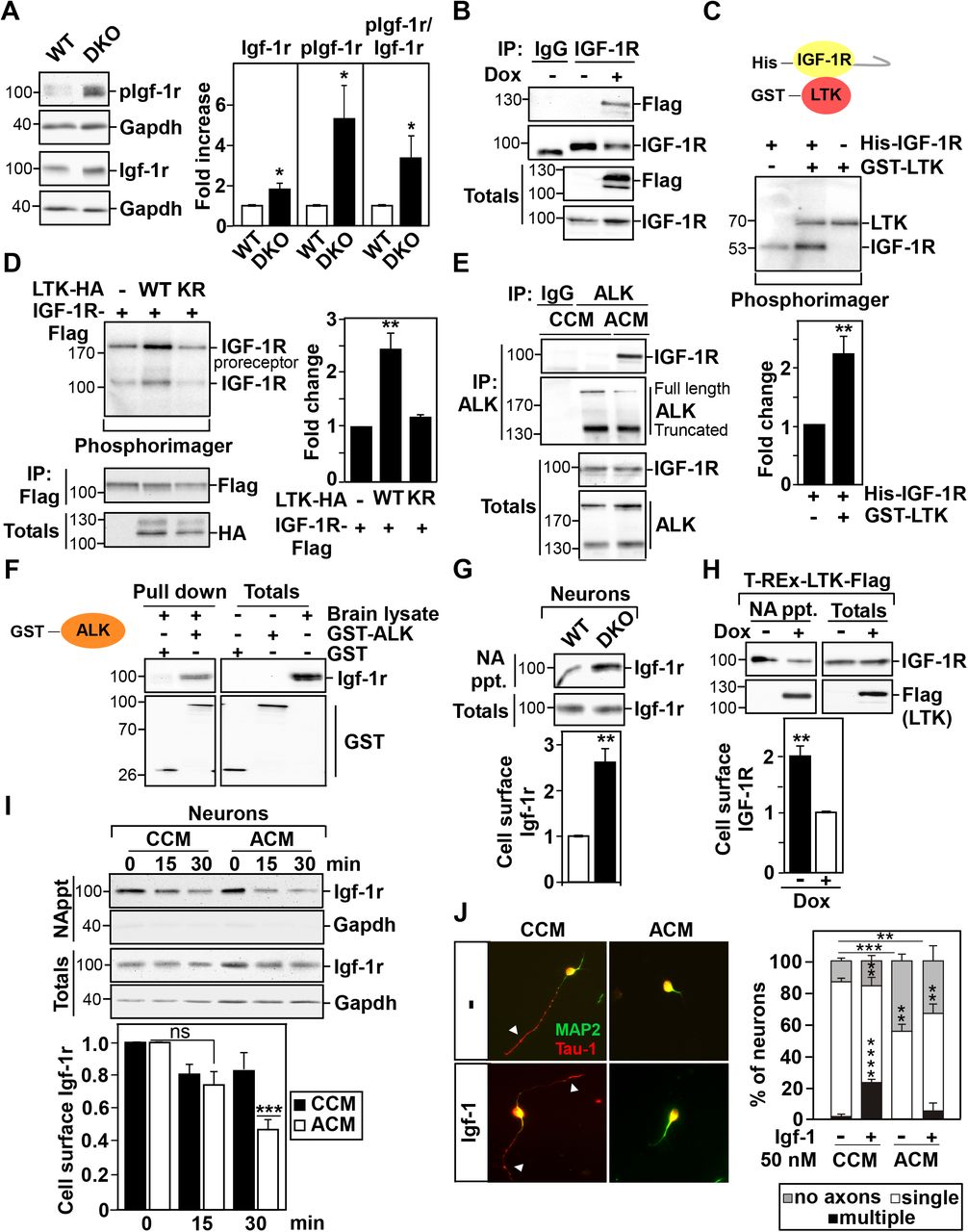 Protein A Sepharose Cl 4b | GE Healthcare | Bioz