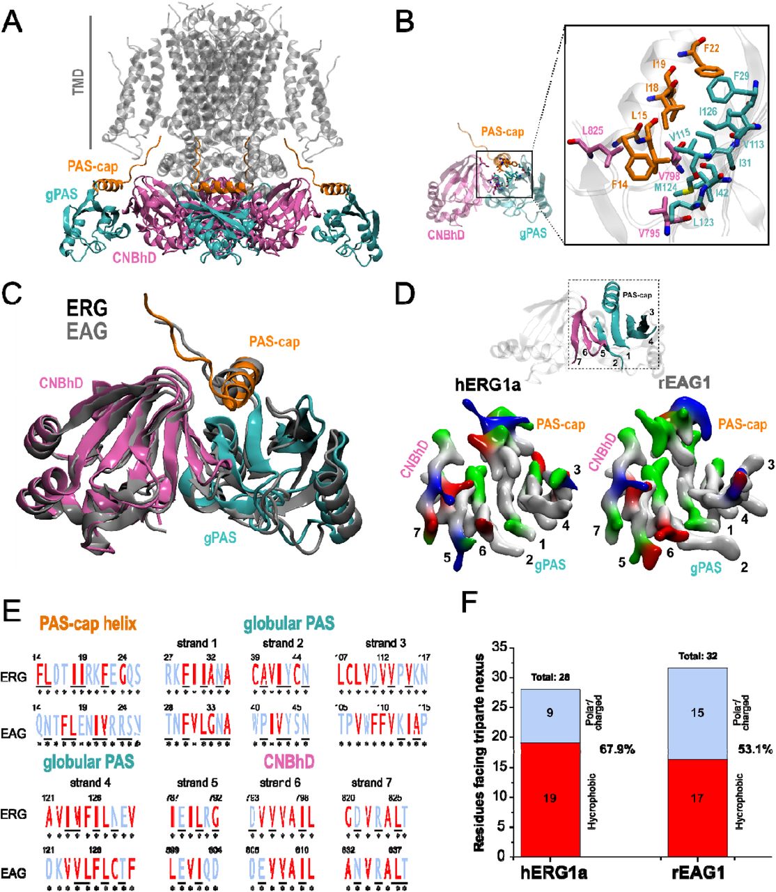 Herg Channel | Thermo Fisher | Bioz