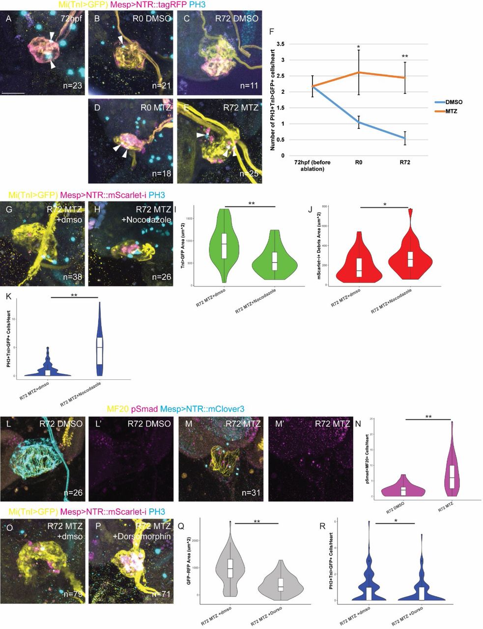 Psmad1 5 | cell signaling technology inc | Bioz