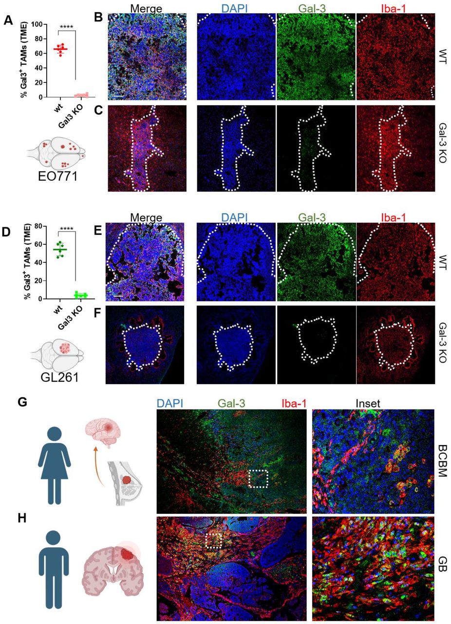 Mouse Mammary Carcinoma Cell Line | ATCC | Bioz