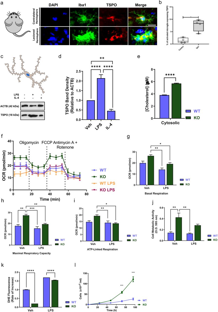 Microglial Cells Bv2 | ATCC | Bioz