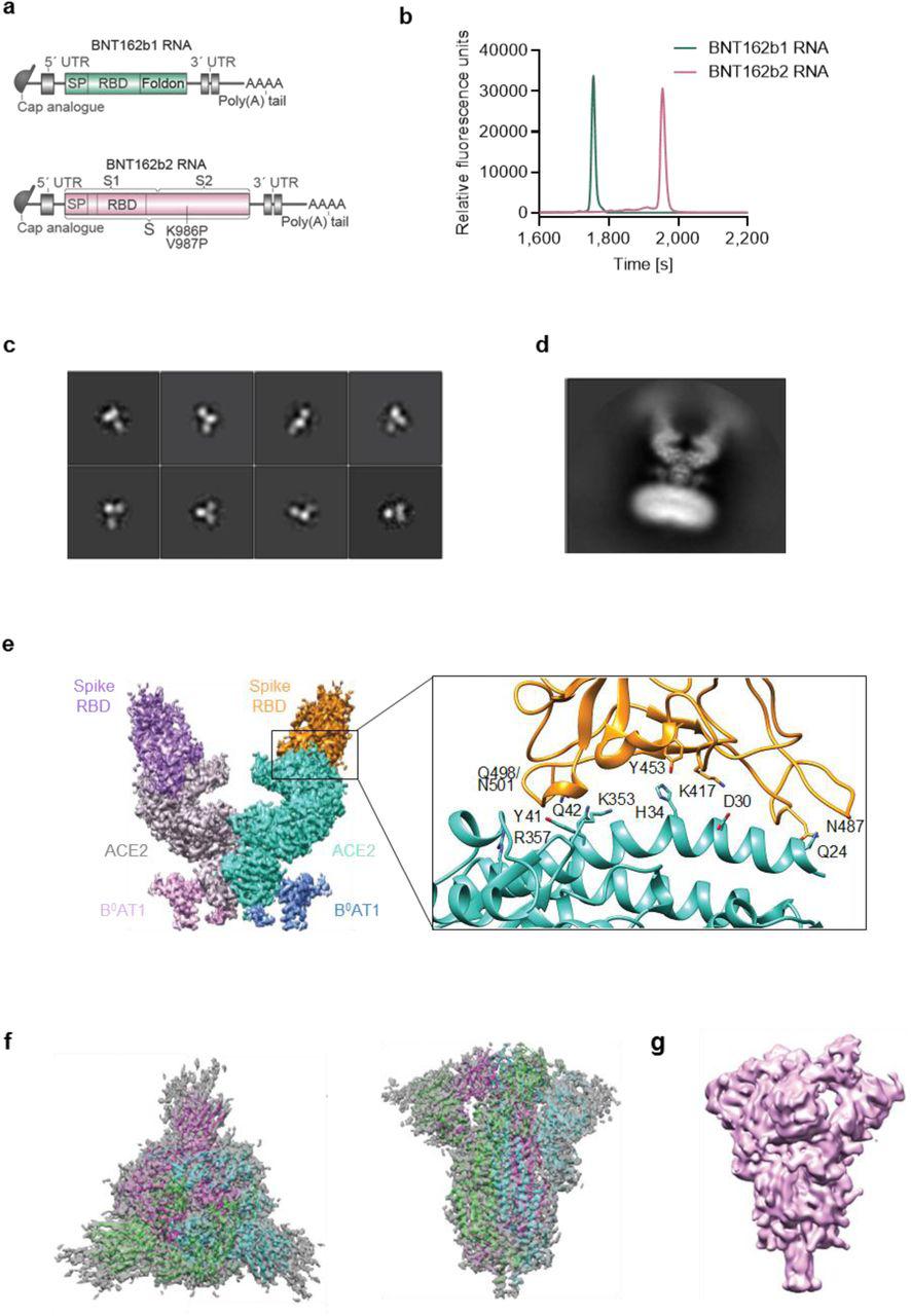 40150 Mm02 | Sino Biological | Bioz