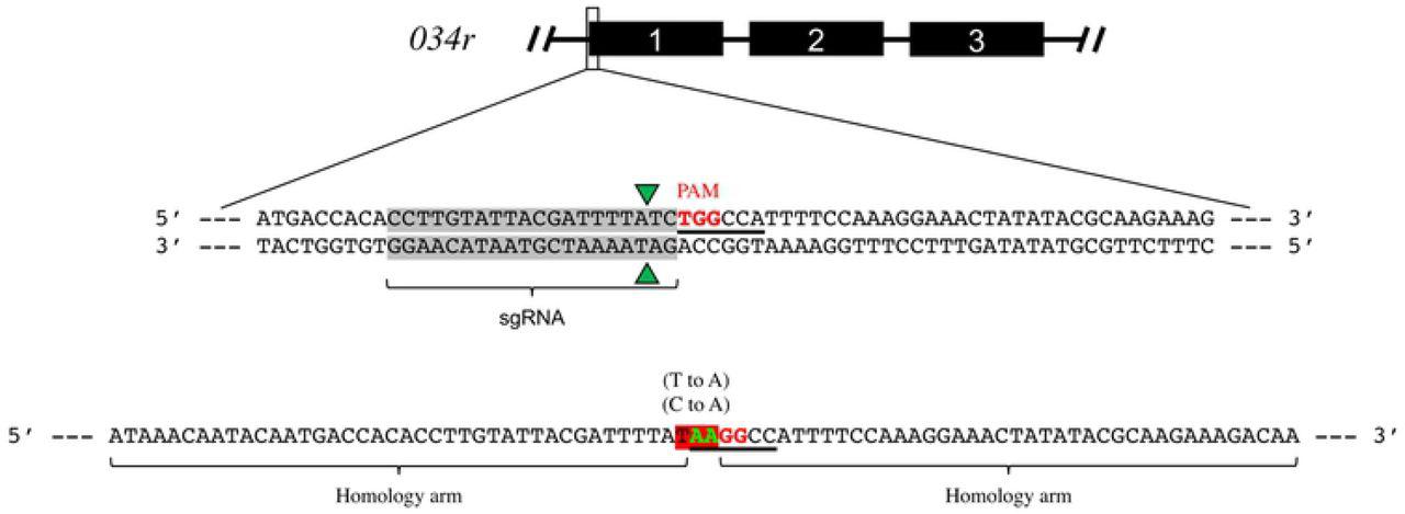 Atto 550 Labeled Alt R Cas9 Tracrrna | Integrated DNA Technologies | Bioz
