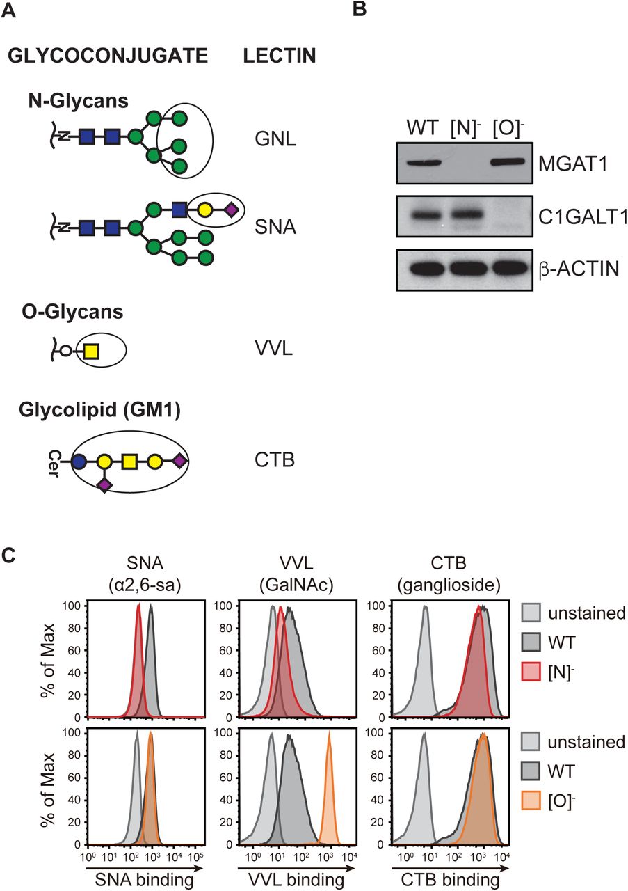 Fluorescein Labelled Vva | Vector Laboratories | Bioz