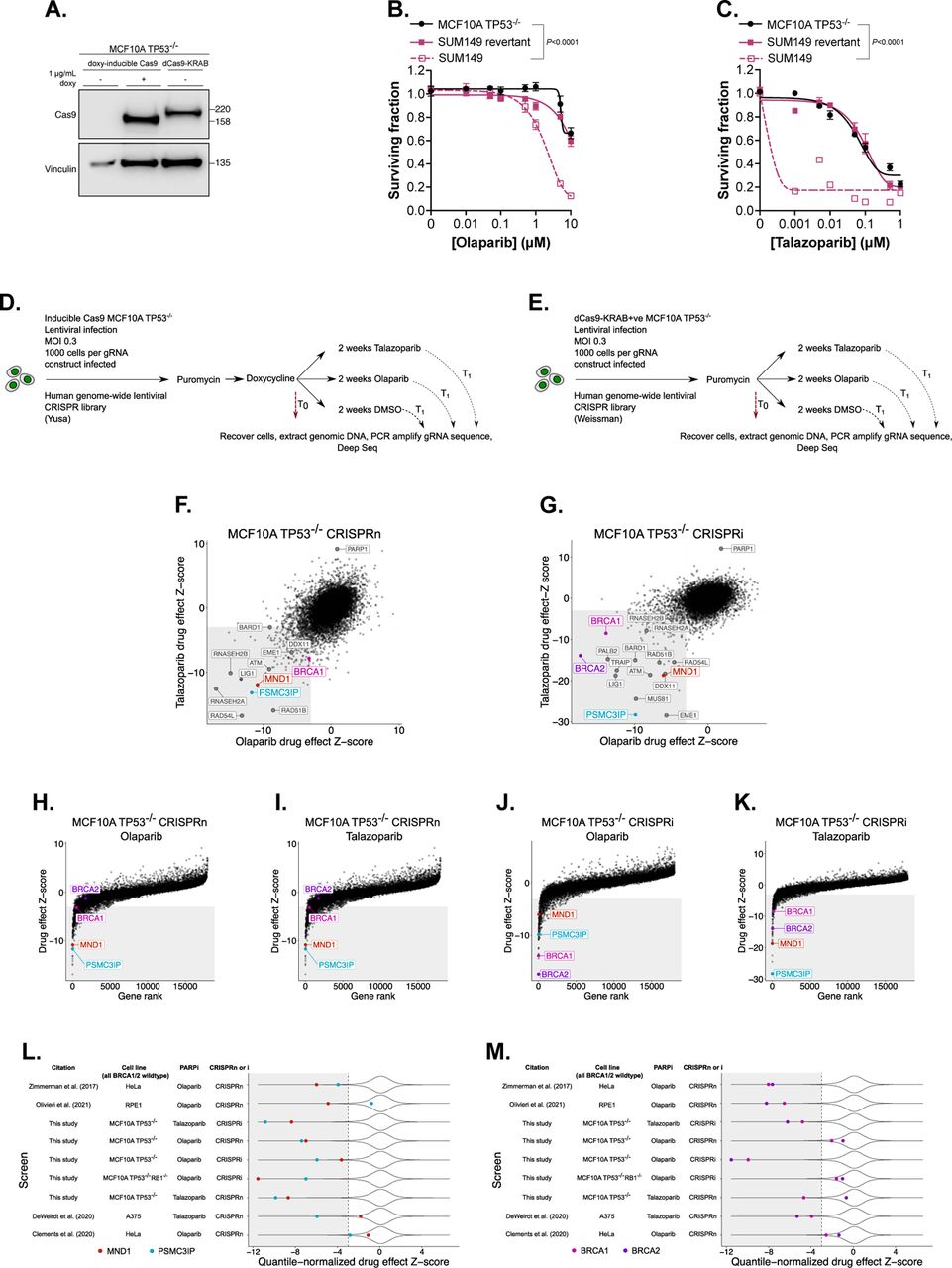 Sum149 Cells | BioreclamationIVT | Bioz