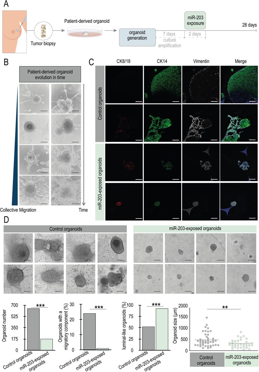Ck14 | covance | Bioz