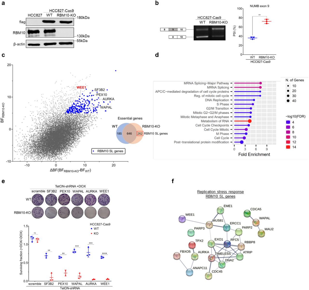 Hcc827 | Atcc | Bioz