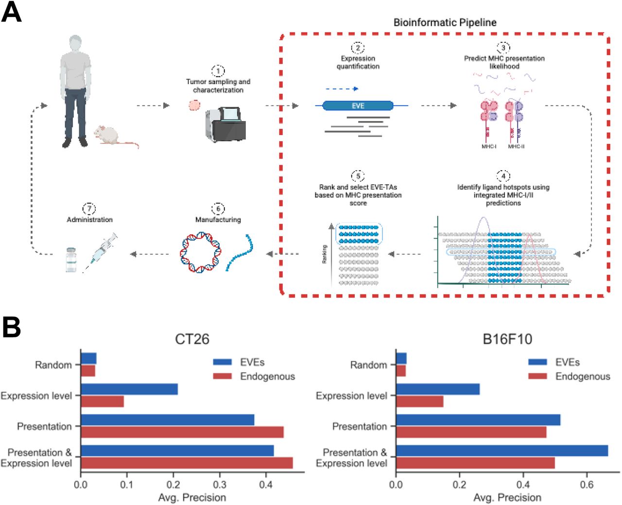 Balb C Syngeneic Colon Cancer Cell Line Ct26 | ATCC | Bioz