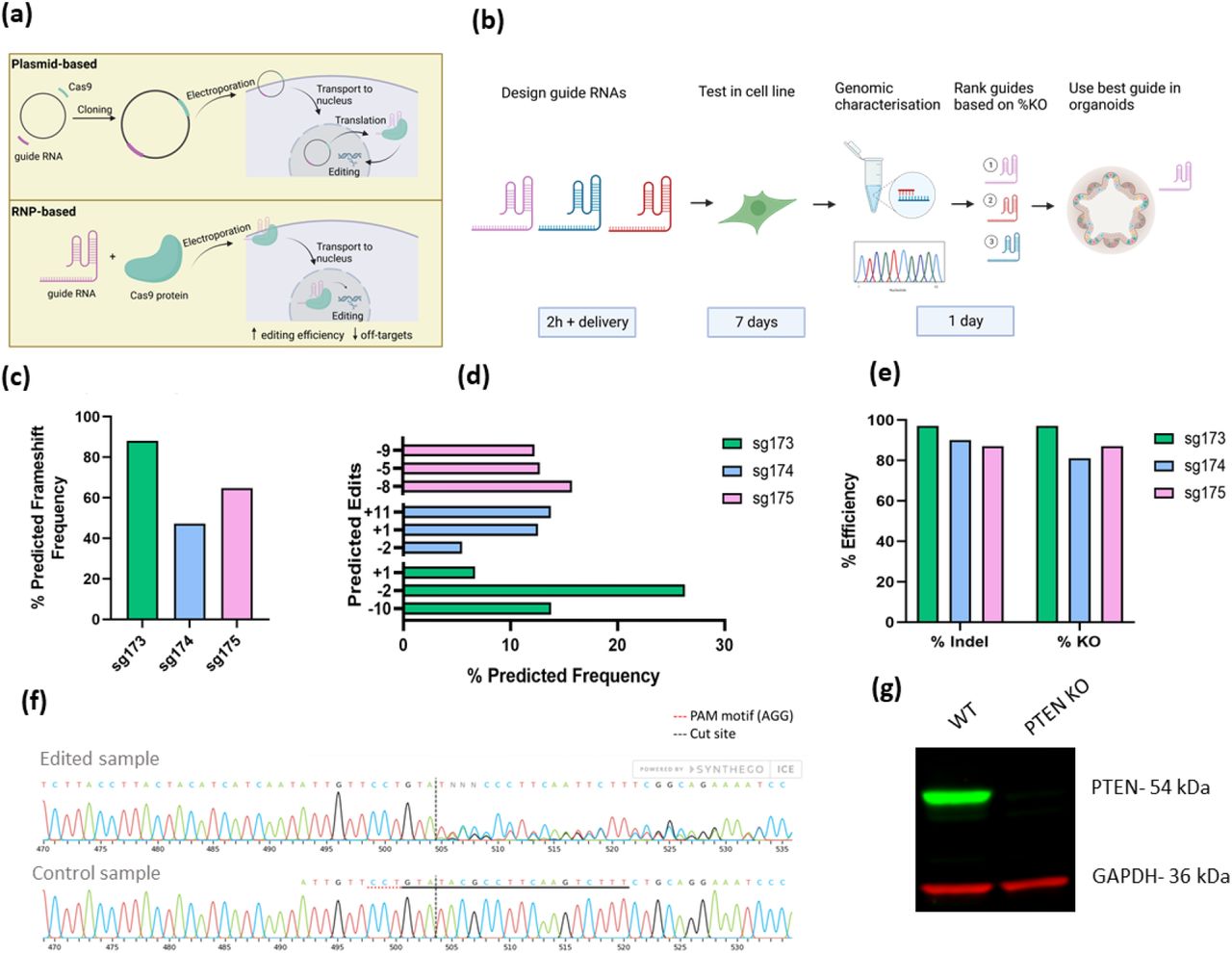 Cas9 Protein | Thermo Fisher | Bioz