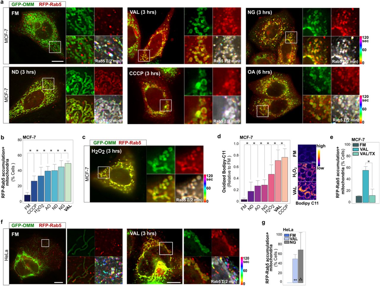 C11 Bodipy581 591 | Thermo Fisher | Bioz