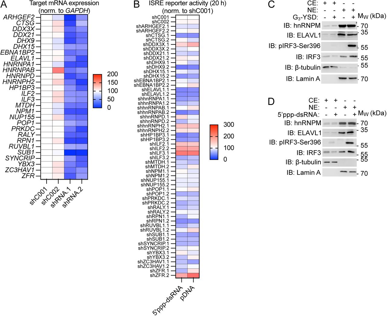 Sirna Wizard | invivogen | Bioz