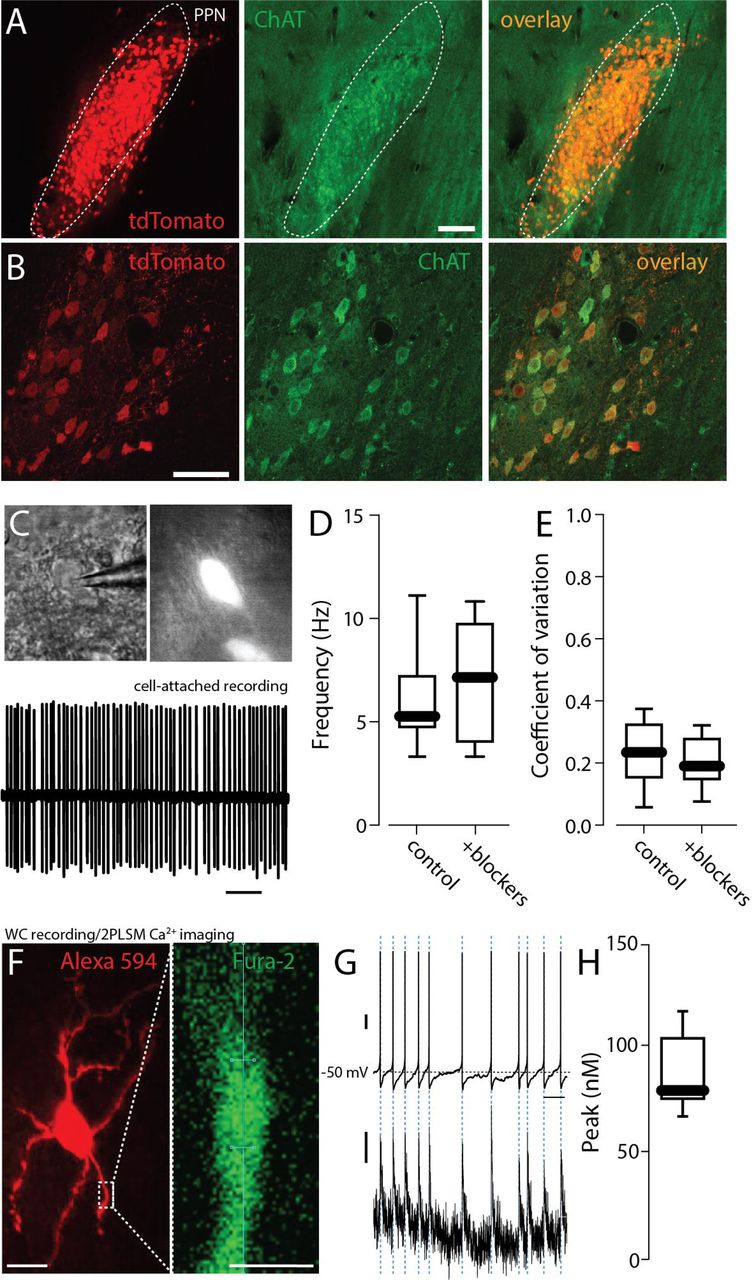 Rosa Lsl Tdtomato | The Jackson Laboratory | Bioz