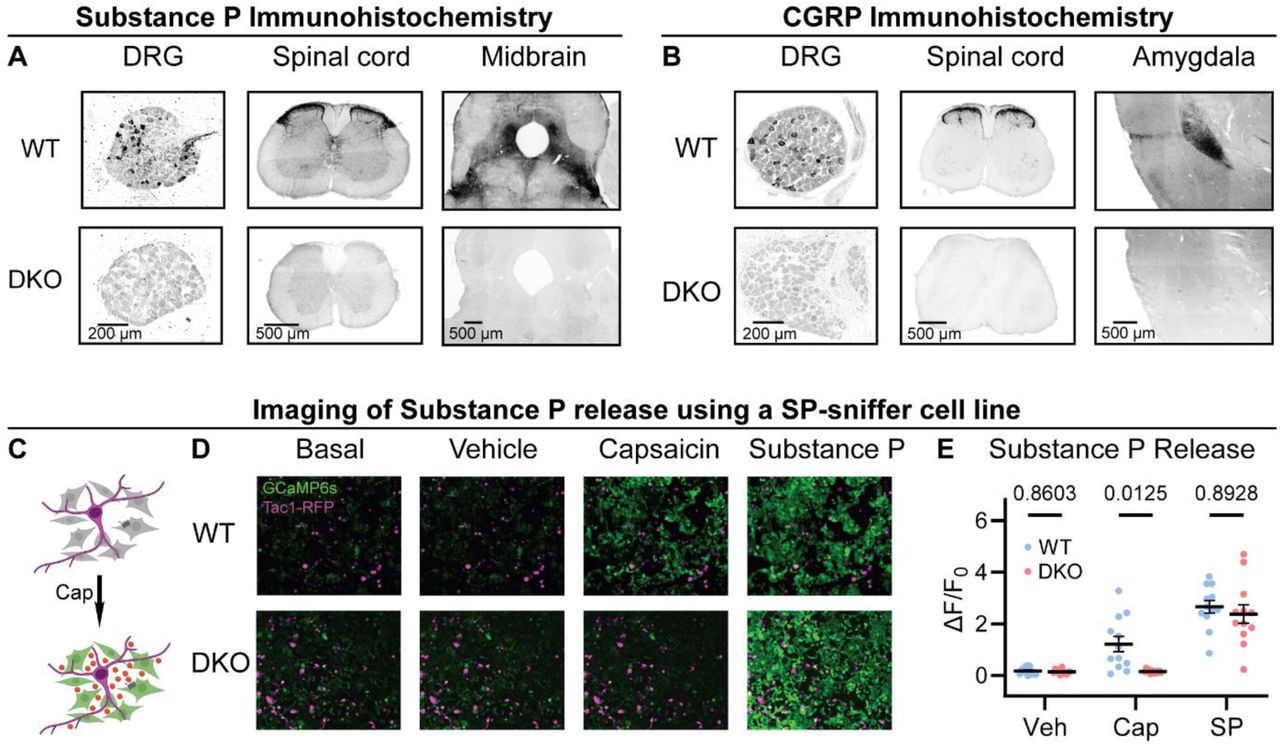 Flp In T Rex Hek293 Cell Line | Thermo Fisher | Bioz