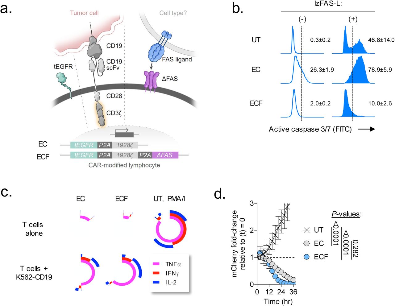 Cellevent Caspase 3 7 Green Detection Reagent | Thermo Fisher | Bioz