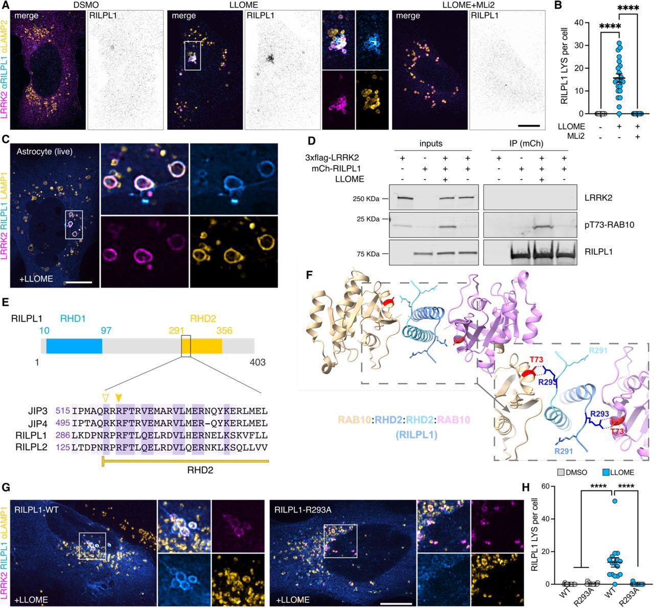 U2os Cells | Thermo Fisher | Bioz