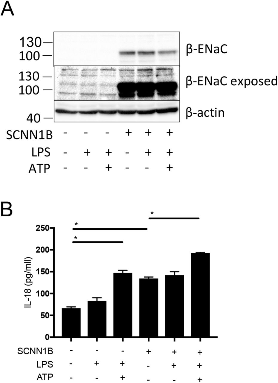 Pcdna3 1 Vector Only Control | Thermo Fisher | Bioz