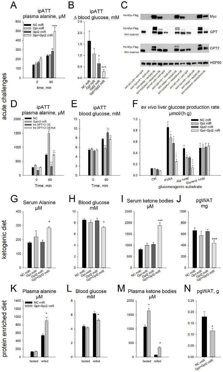 Gene Exp Gpt2 Hs00370287 M1 | Thermo Fisher | Bioz