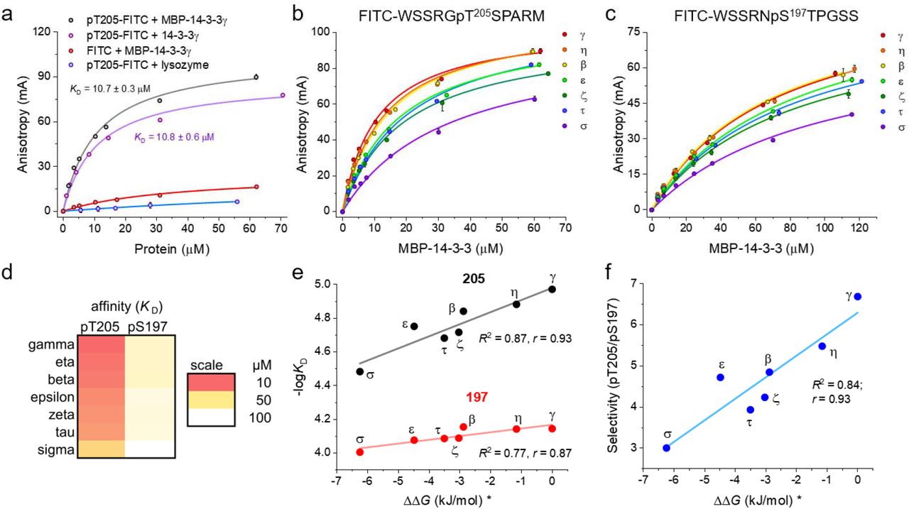 Fitc Labeled Phosphopeptides | Thermo Fisher | Bioz