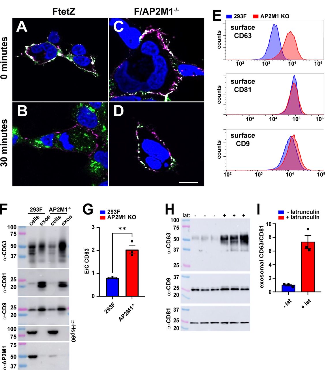 Guide Rna Grna | Thermo Fisher | Bioz