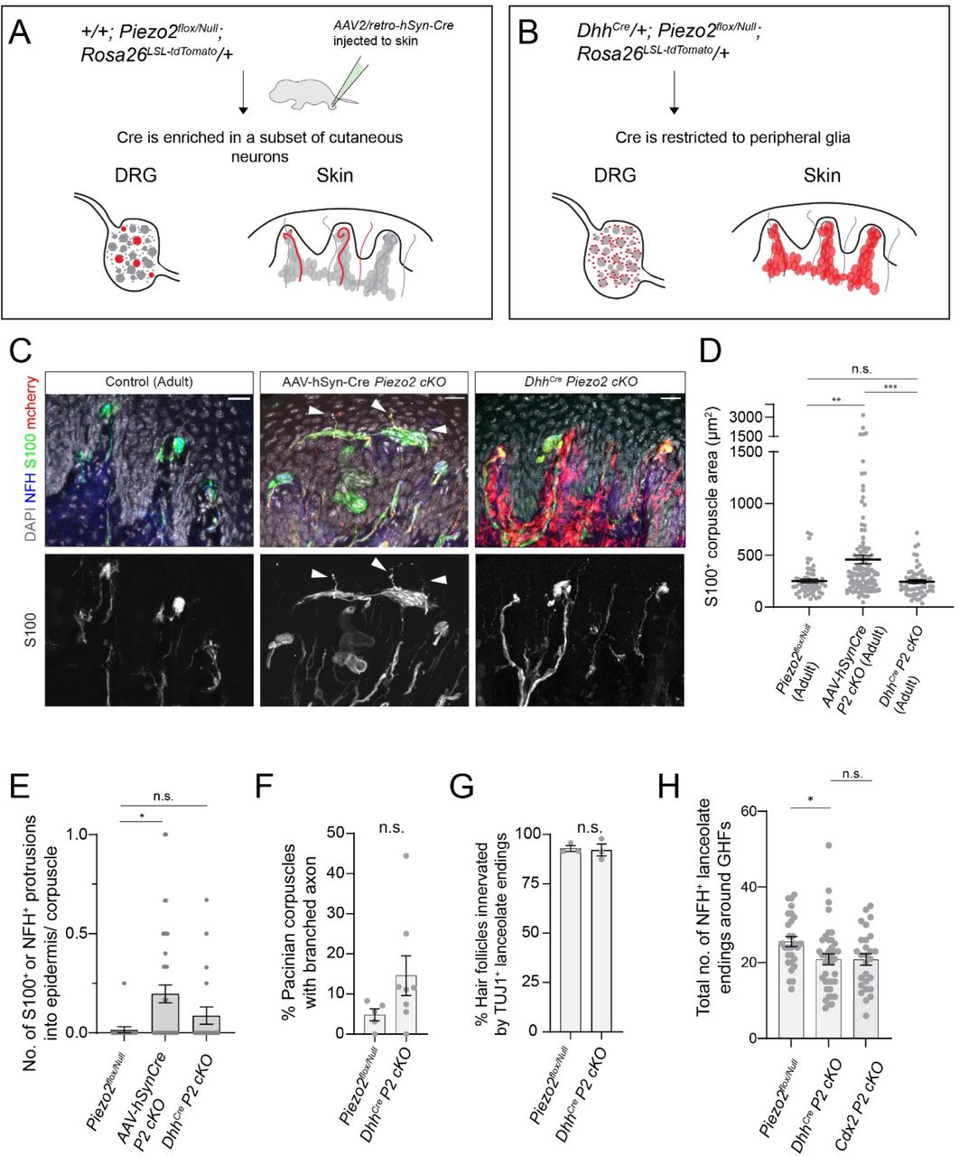Rosa26 Lsl Synaptophysin Tdtomato Ai34 Jax 012570 | Jackson Laboratory ...