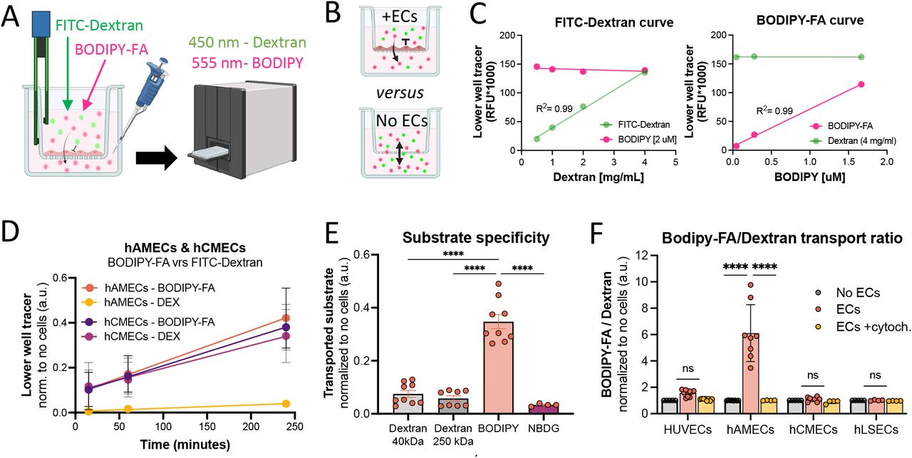 Fitc Dextran | Thermo Fisher | Bioz