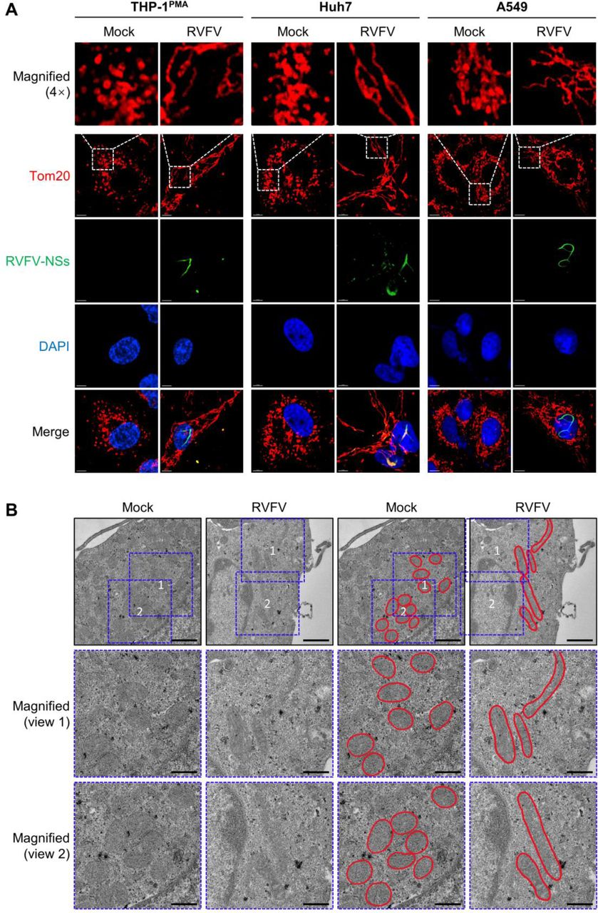 Tom20 | Santa Cruz Biotechnology | Bioz